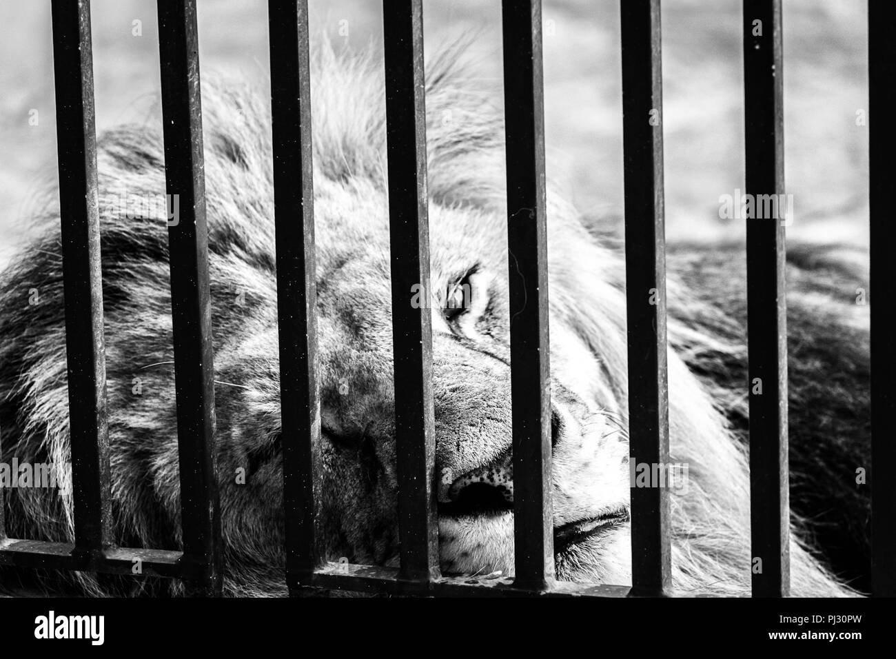 Cage lion Black and White Stock Photos & Images - Alamy