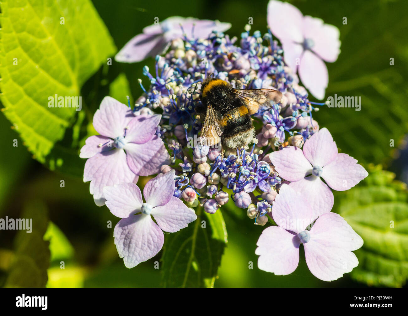 A macro shot of a white-tailed bumblebee collecting pollen from a ...