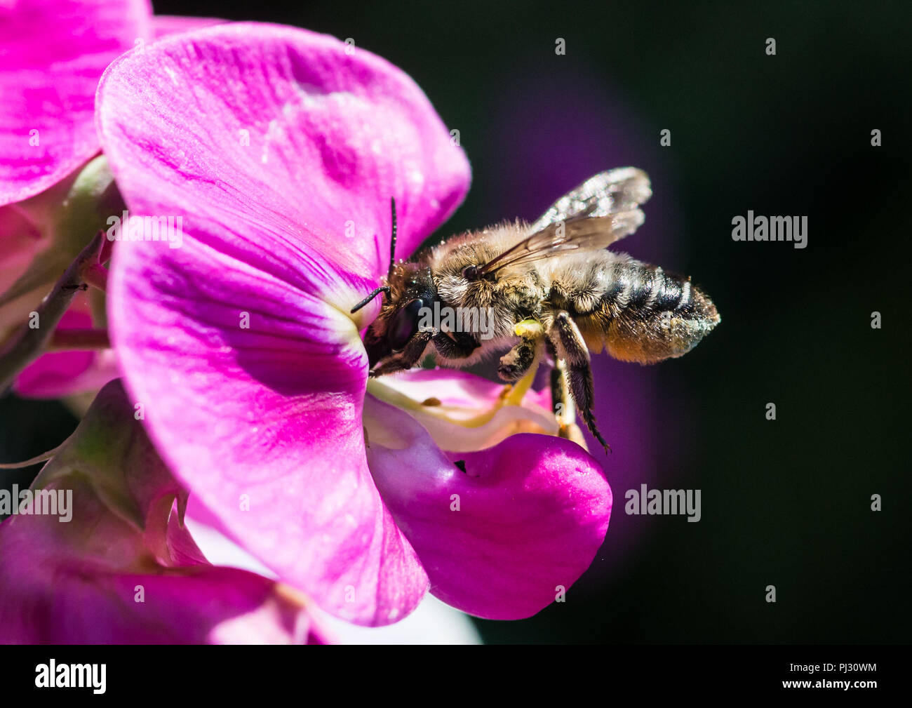 A macro shot of a leaf cutter bee collecting pollen from a sweet pea ...