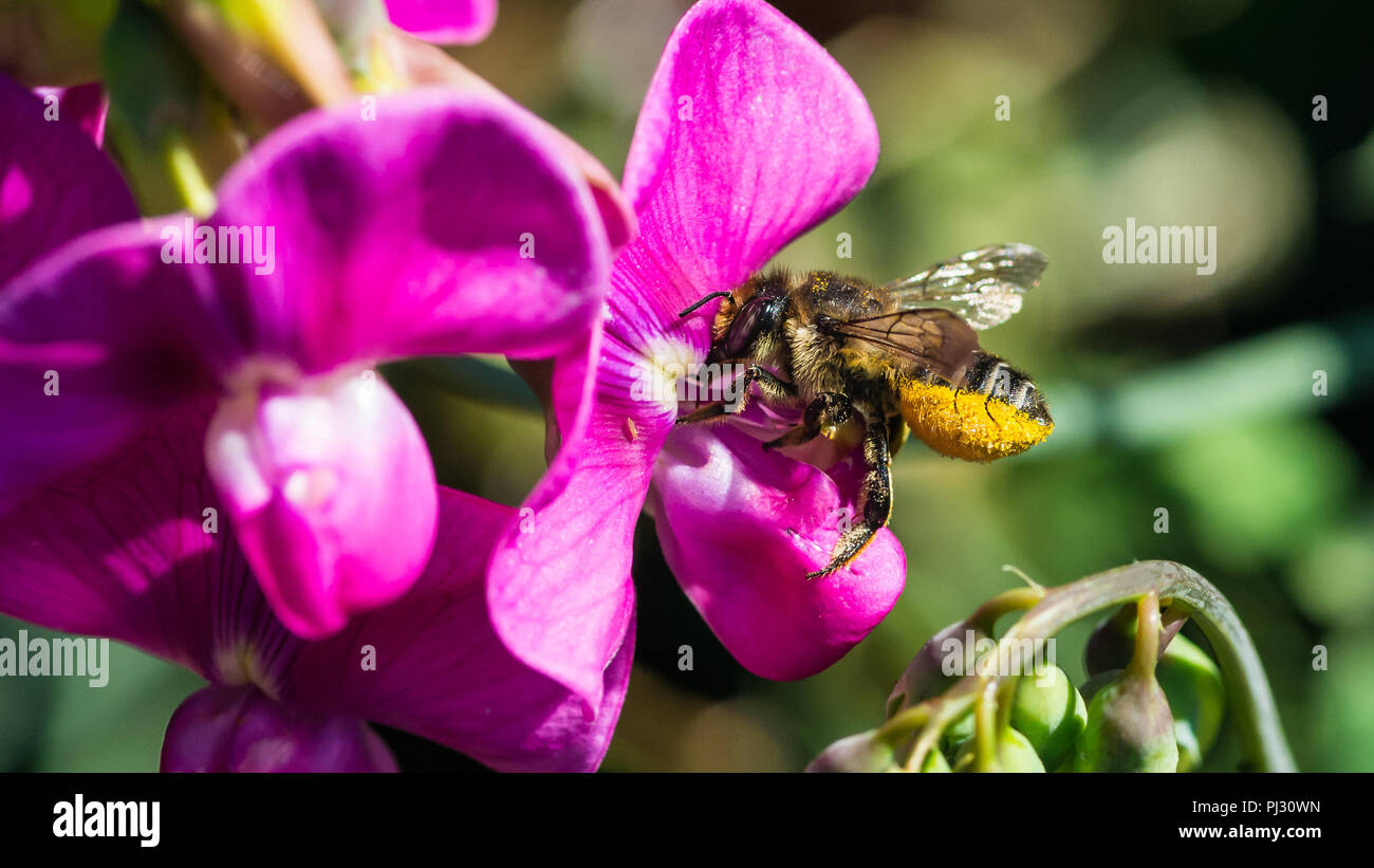 A macro shot of a leaf cutter bee collecting pollen from a sweet pea ...