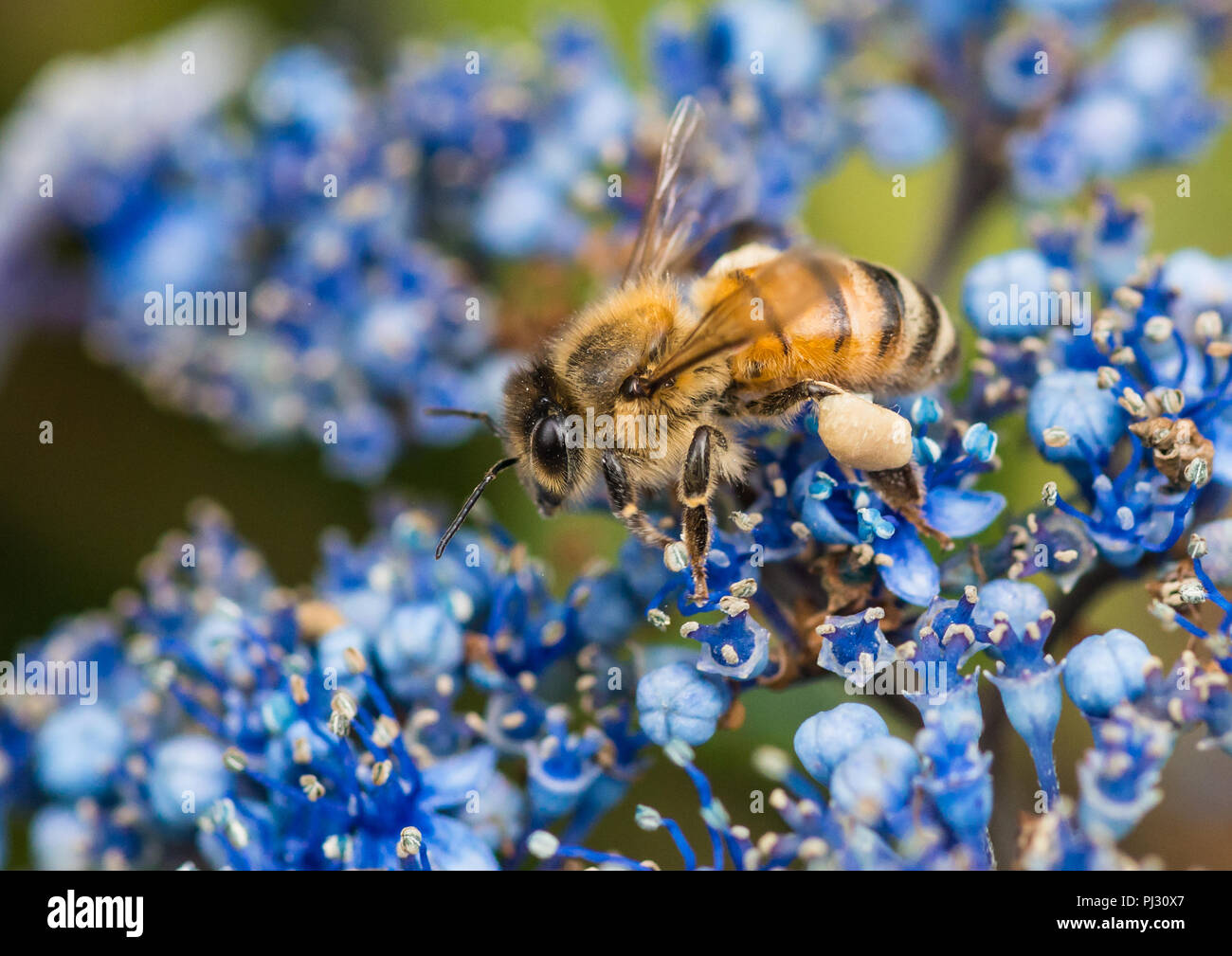 Bug hydrangea hi-res stock photography and images - Alamy