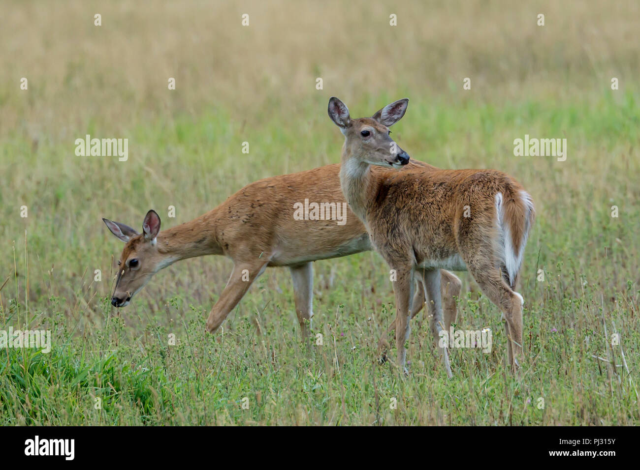Two white tailed deer graze in the grassy field near Hauser, Idaho ...