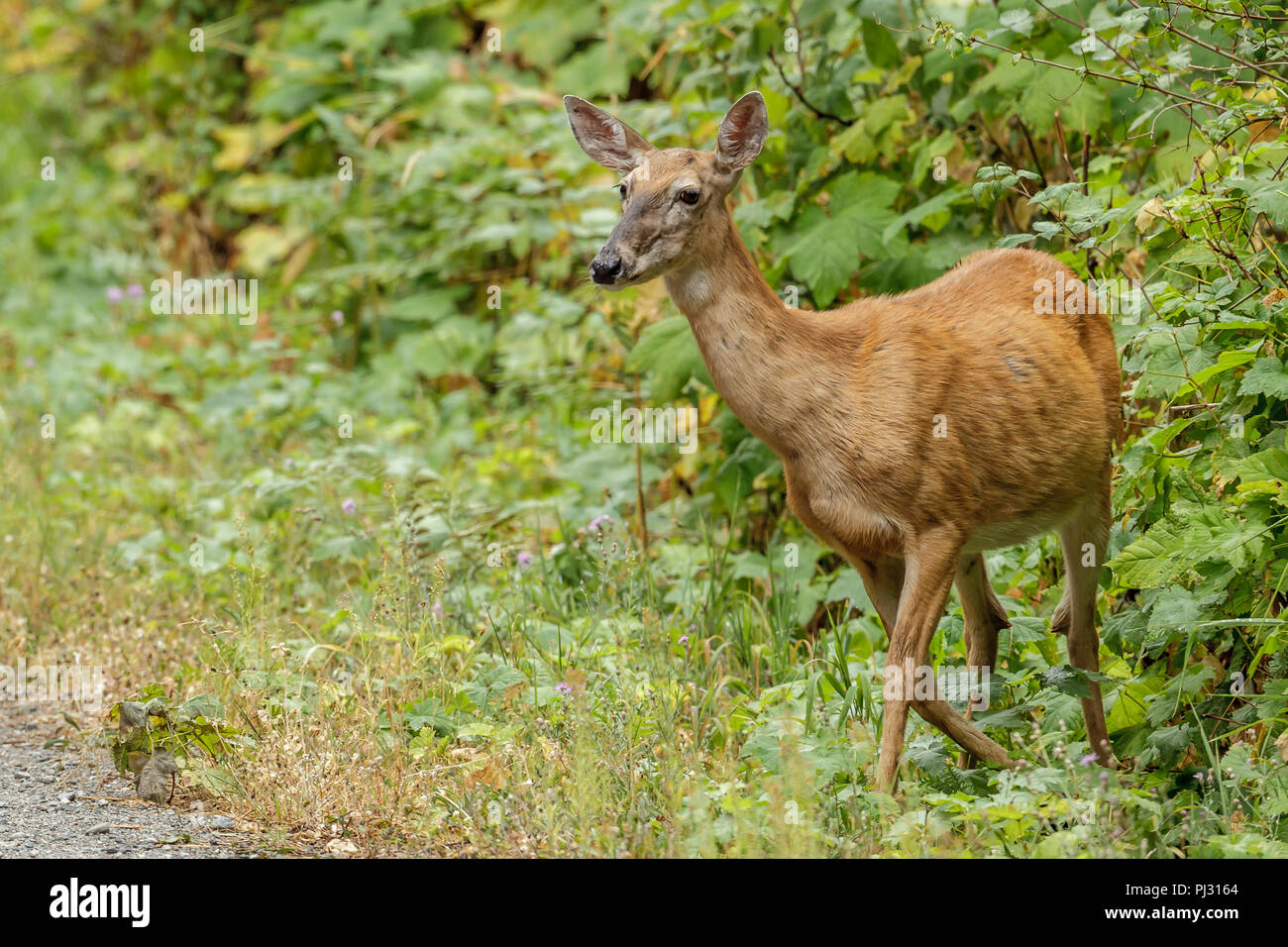 A white tailed deer stands by thick vegetation near Hauser, Idaho Stock ...