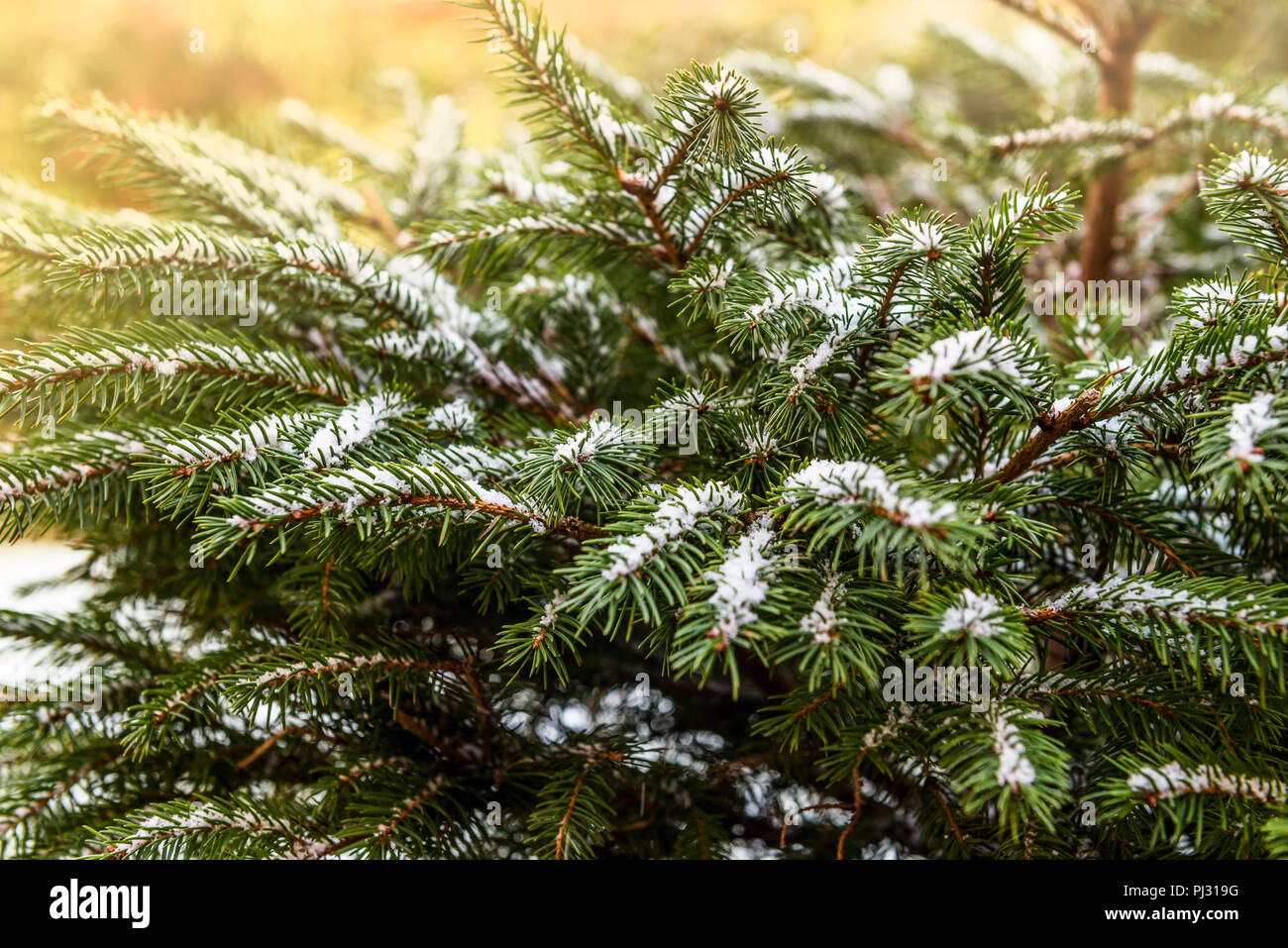 Background image of natural fir tree brunches covered with snow ...