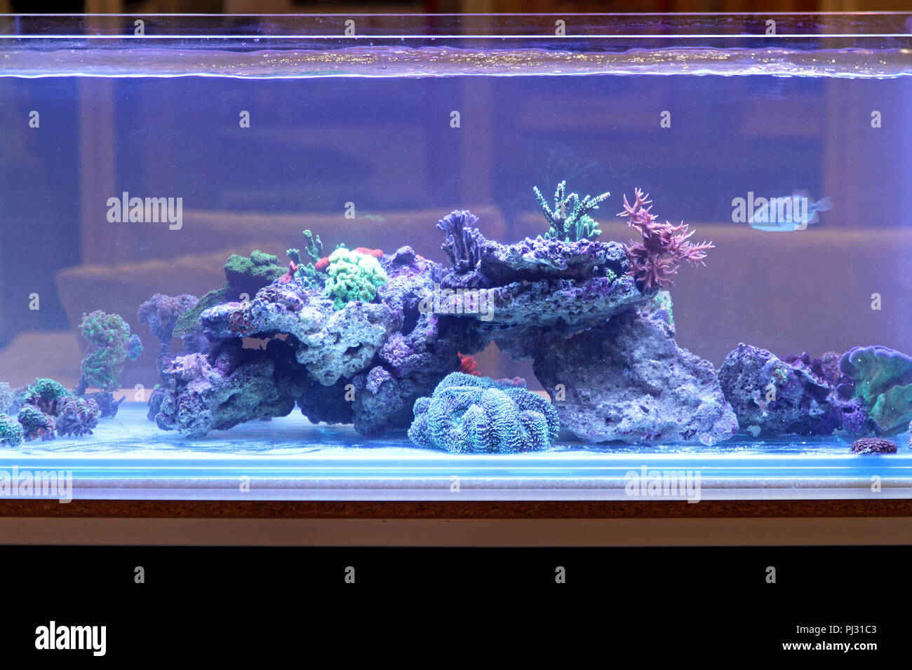 Large fish tank with tropical coral reef Stock Photo - Alamy