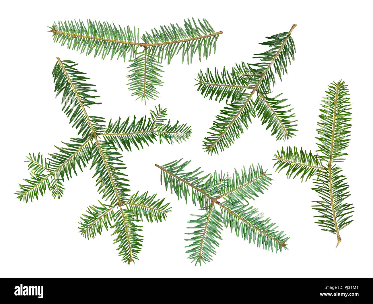 Set of fir branches isolated on white background Stock Photo - Alamy