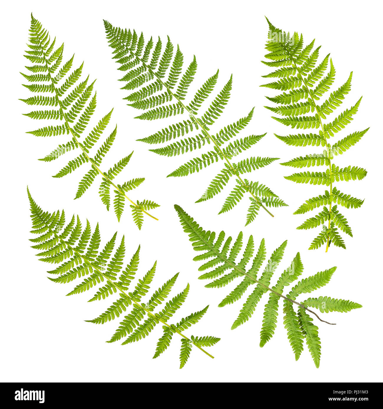 Set lush green fern Cut Out Stock Images & Pictures - Alamy