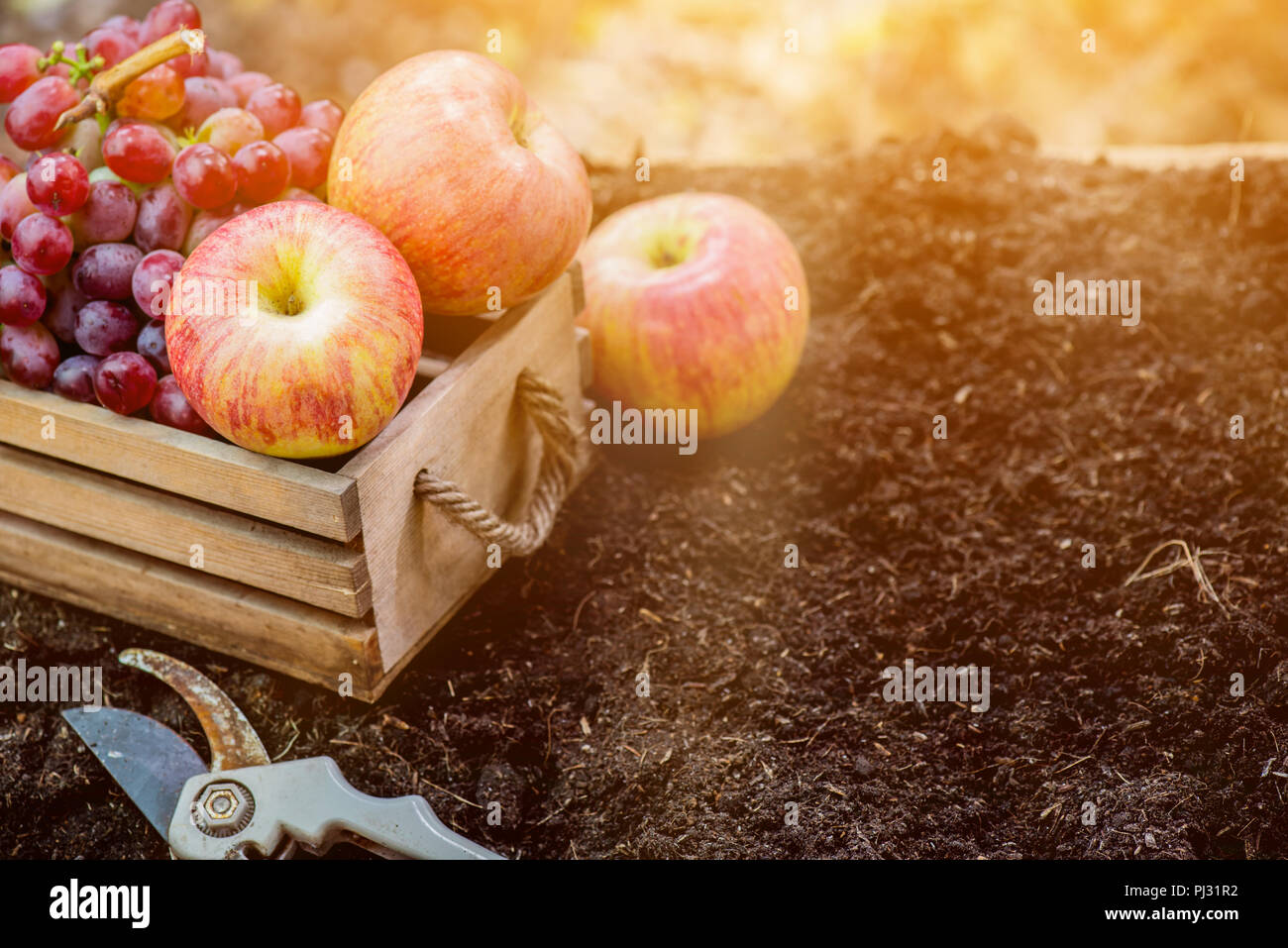 Fall harvest cornucopia. Autumn season with fruit and vegetable Stock ...