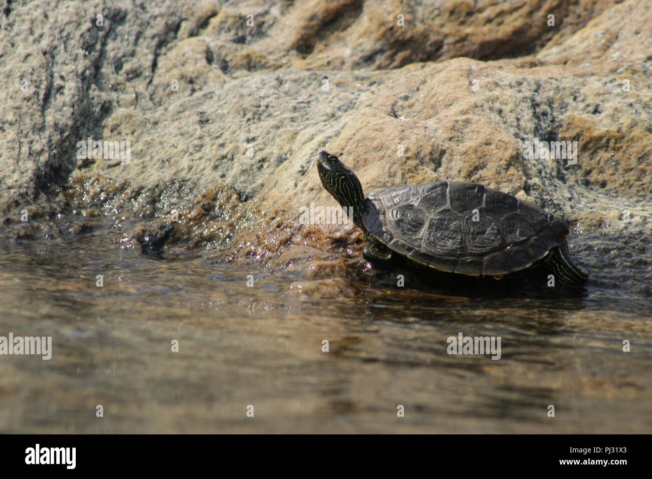 Northern Map Turtle stretched out by the edge of the water basking in ...