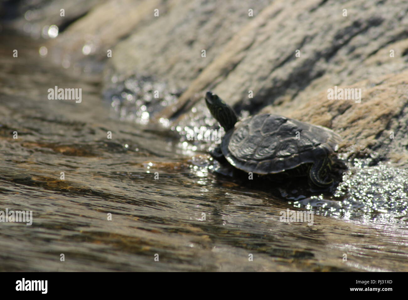 Northern Map Turtle stretched out by the edge of the water basking in ...