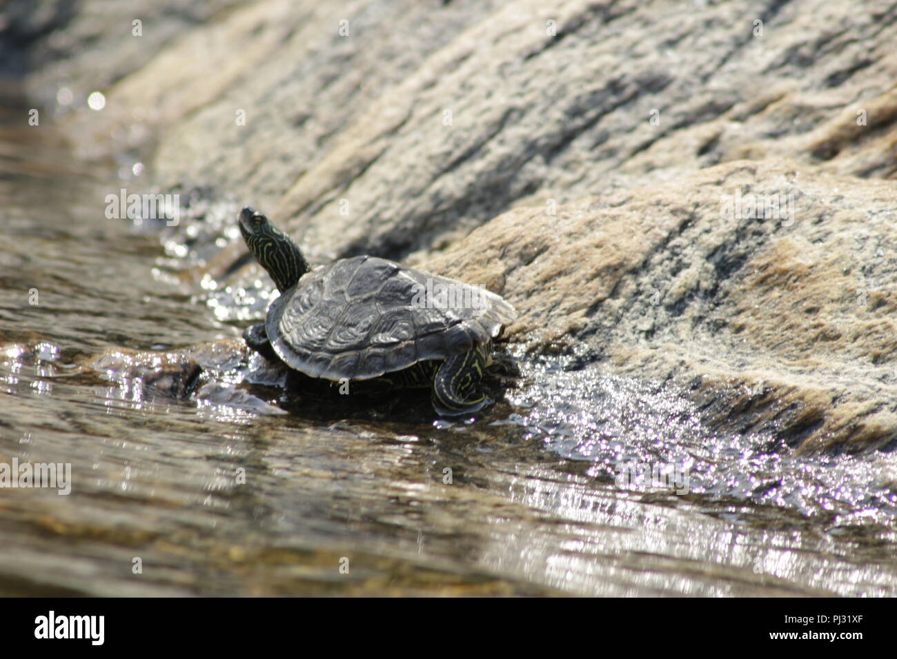 Northern Map Turtle stretched out by the edge of the water basking in ...