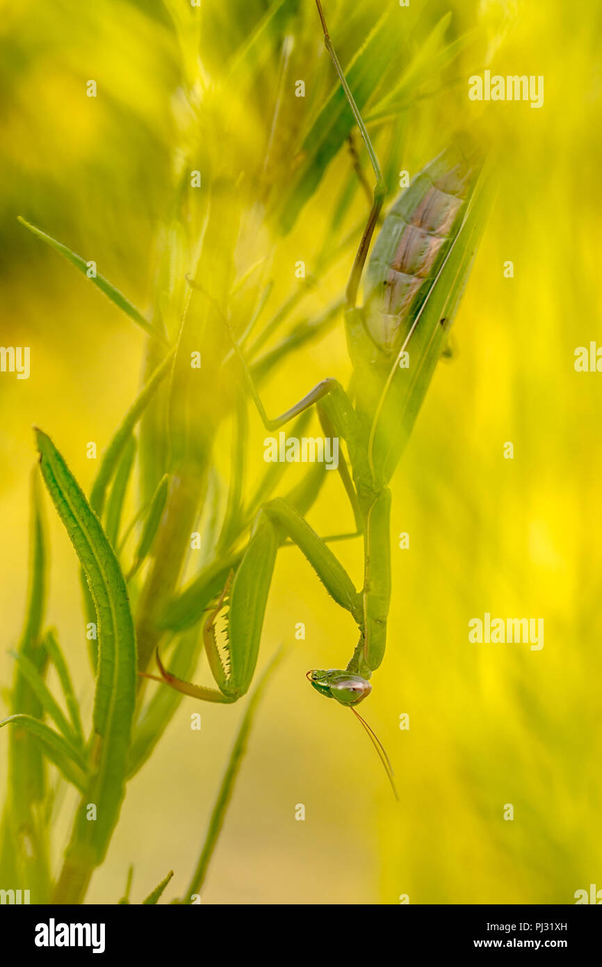 European praying mantis (Mantis religiosa) hiding in plant to ambush ...