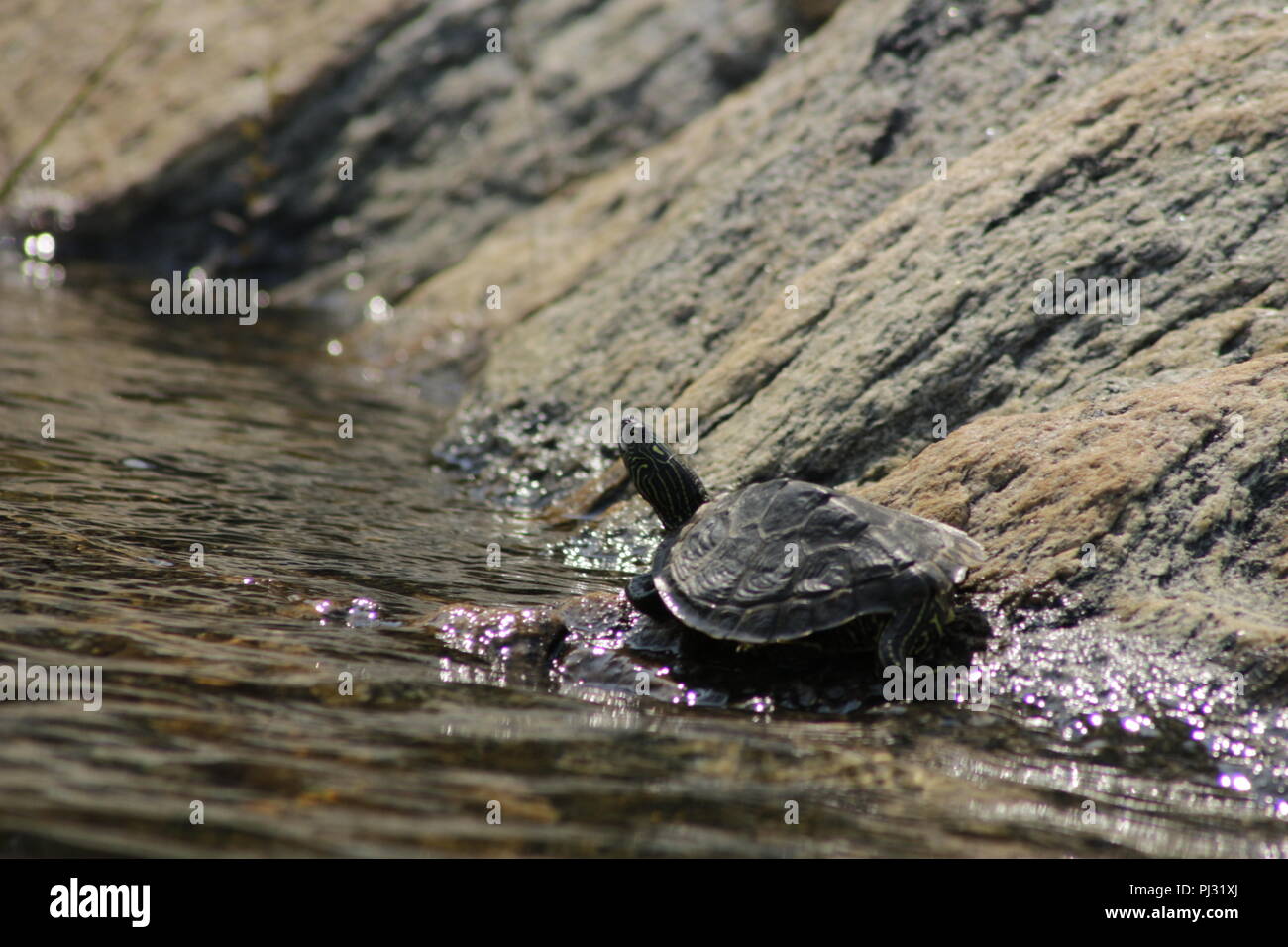 Northern Map Turtle stretched out by the edge of the water basking in ...