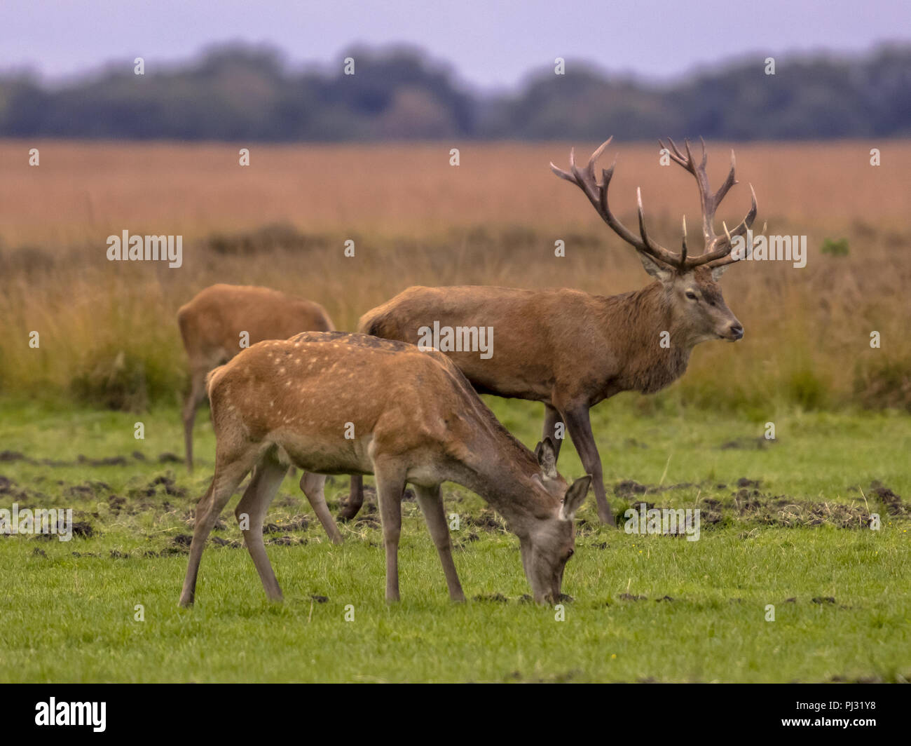 Buck male of red deer (Cervus elaphus) guarding herd group of female ...