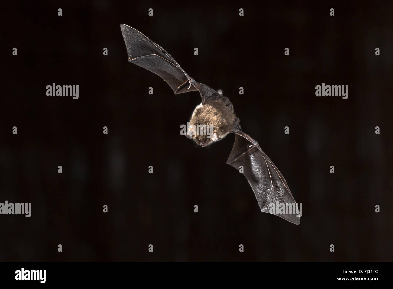 Rare Natterer's bat (Myotis nattereri) in flight on church attic with ...