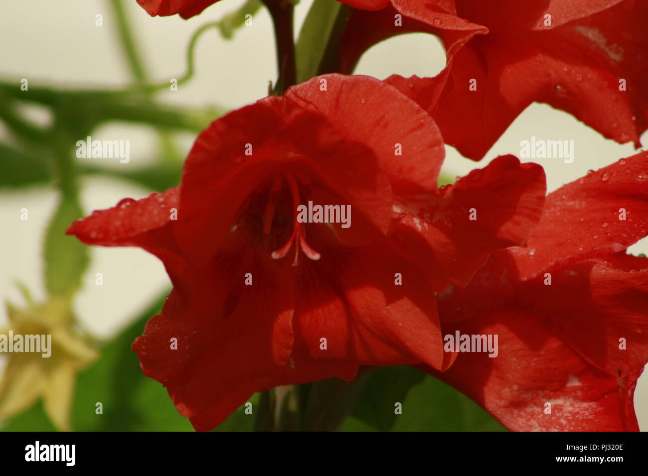Garden with blooming red gladiolus flowers. beautiful red Stock Photo ...