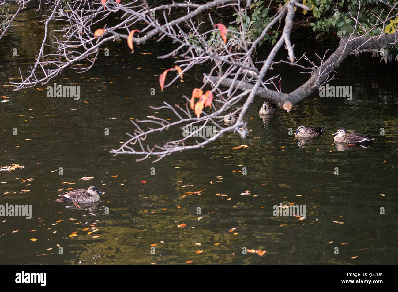 Duck in the water Stock Photo - Alamy
