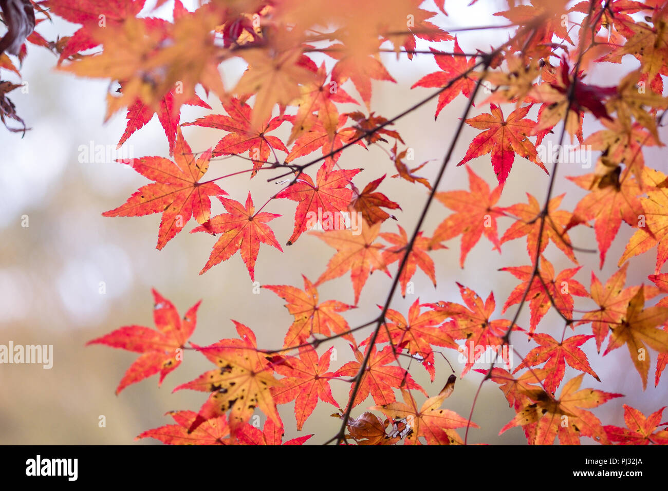 Leaves a beautiful Japanese color Stock Photo - Alamy