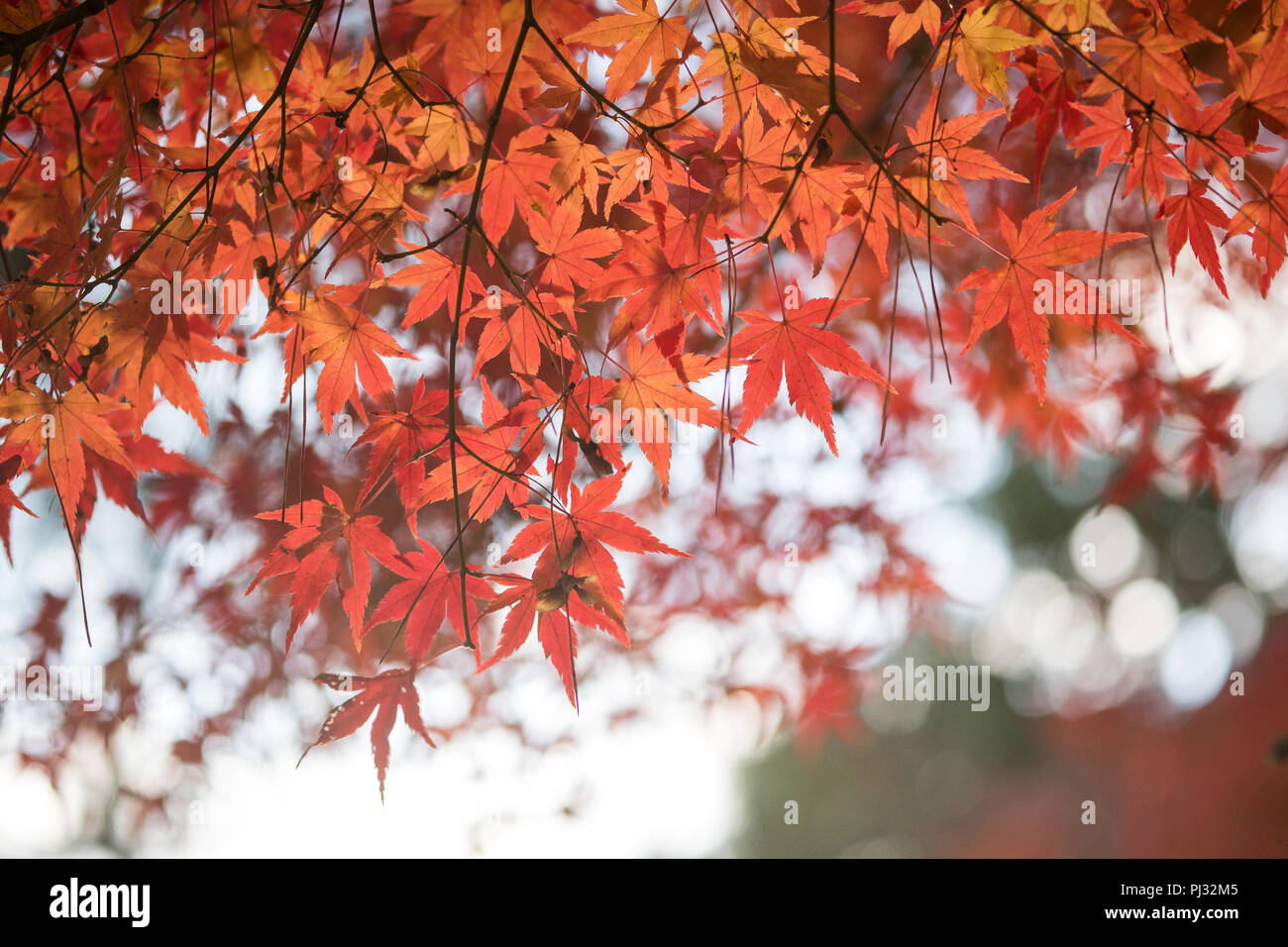 Leaves a beautiful Japanese color Stock Photo - Alamy