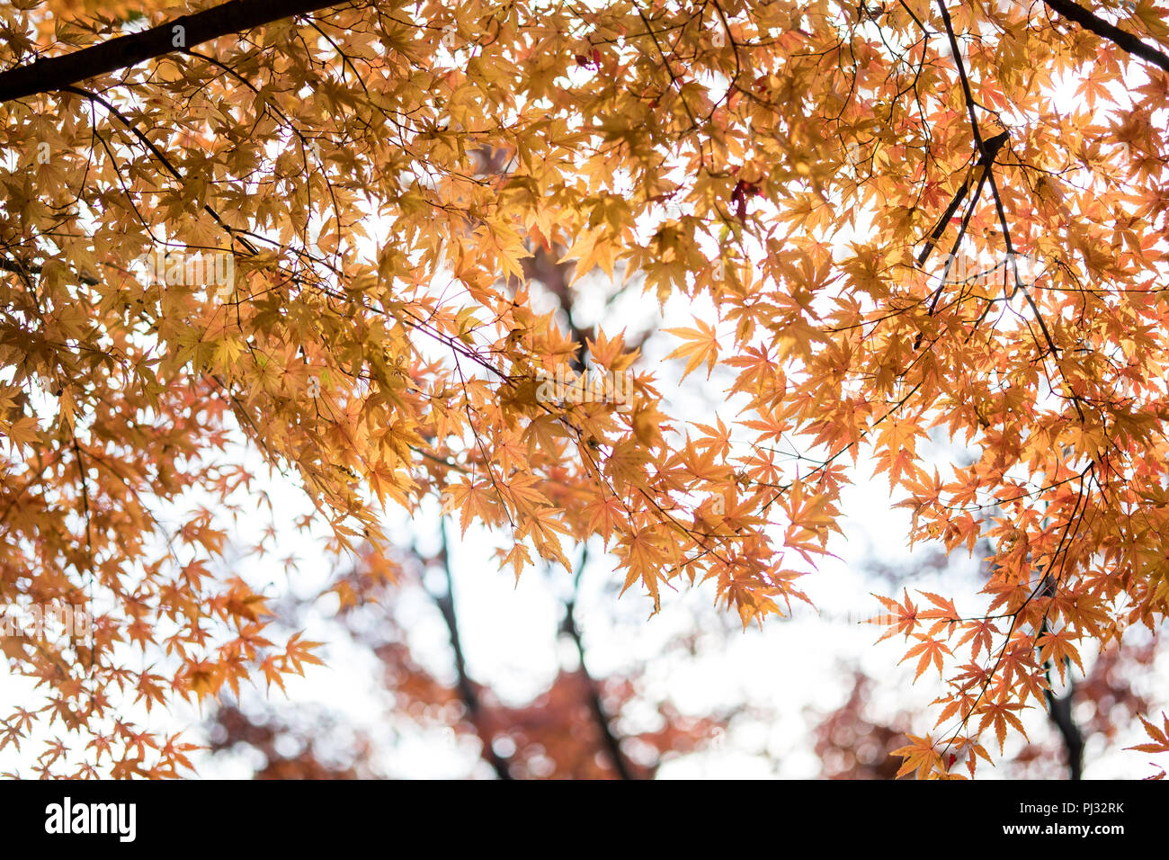 Leaves a beautiful Japanese color Stock Photo - Alamy