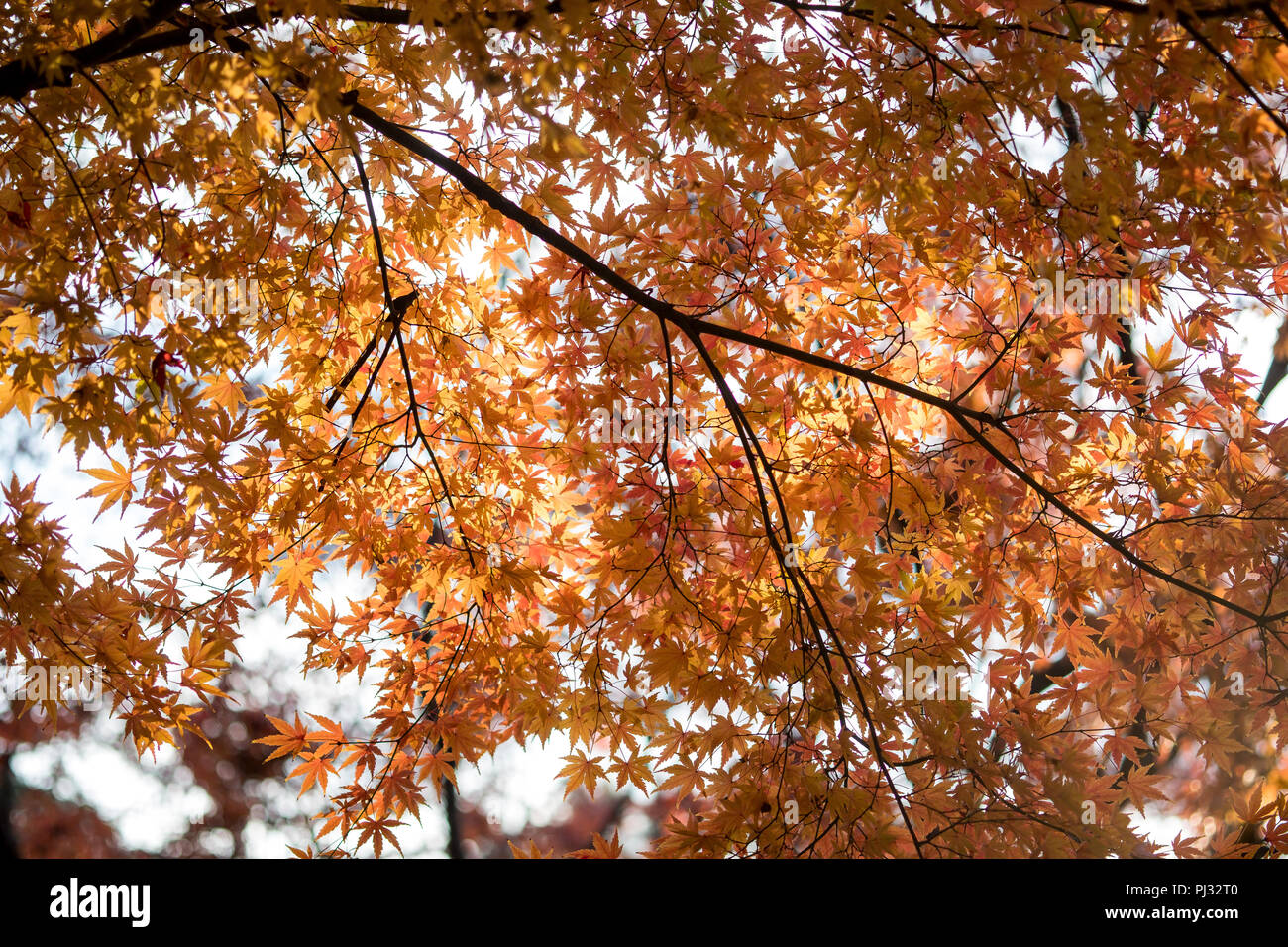Leaves a beautiful Japanese color Stock Photo - Alamy