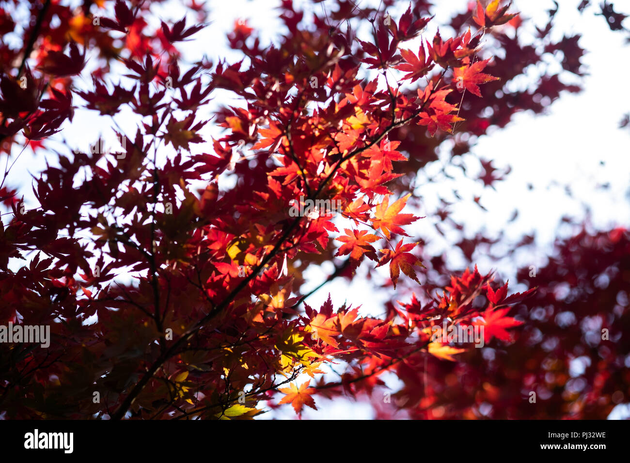 Leaves a beautiful Japanese color Stock Photo - Alamy