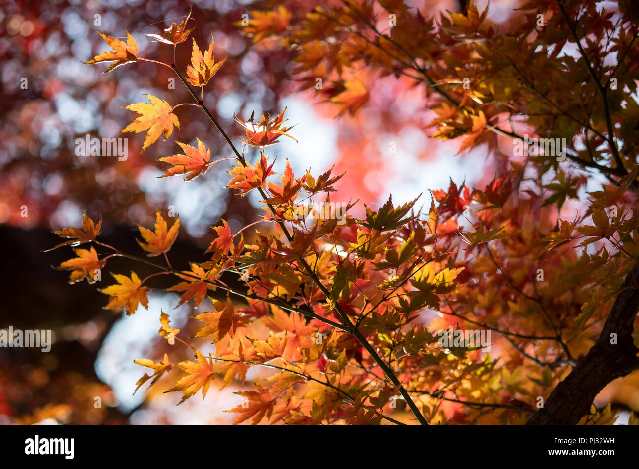 Leaves a beautiful Japanese color Stock Photo - Alamy