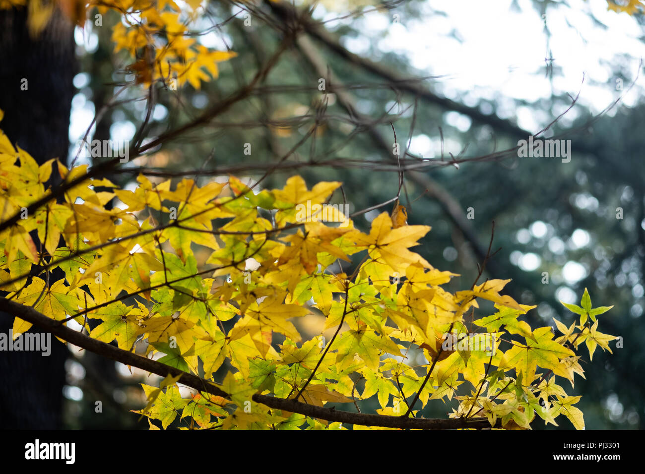 Leaves a beautiful Japanese color Stock Photo - Alamy