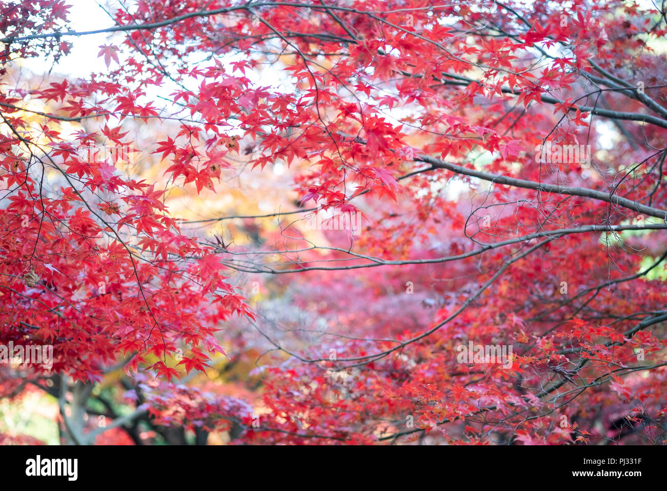 Leaves a beautiful Japanese color Stock Photo - Alamy