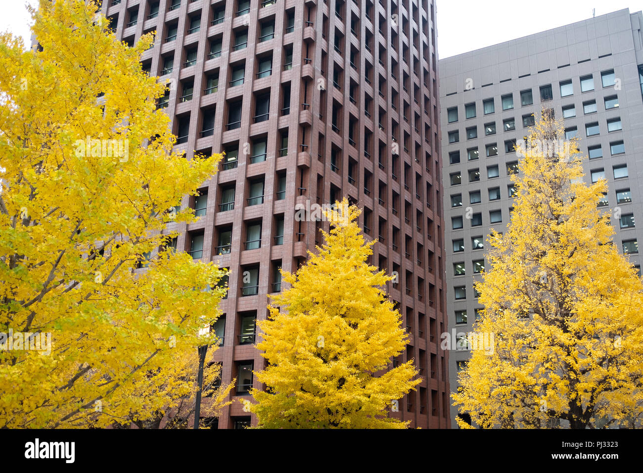 Leaves a beautiful Japanese color Stock Photo - Alamy