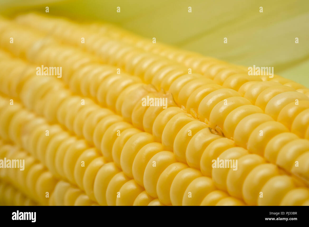 Raw corn stalks Stock Photo - Alamy
