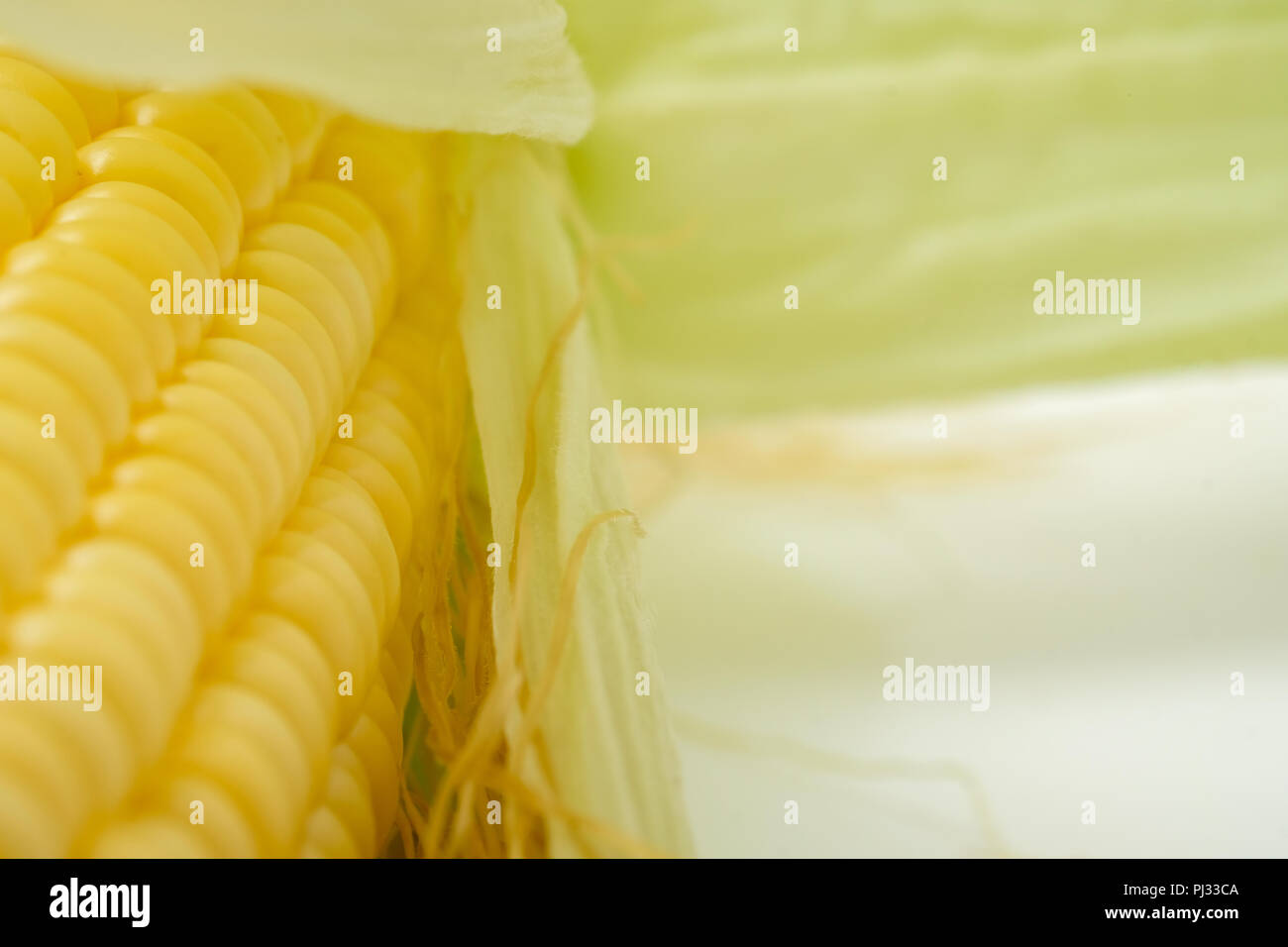 Raw corn stalks Stock Photo - Alamy