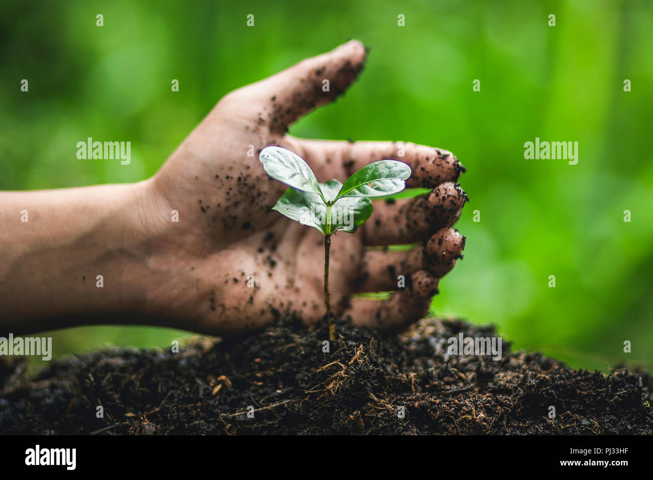 Planting trees.Tree growth,Seedling In nature Green and gold Stock ...