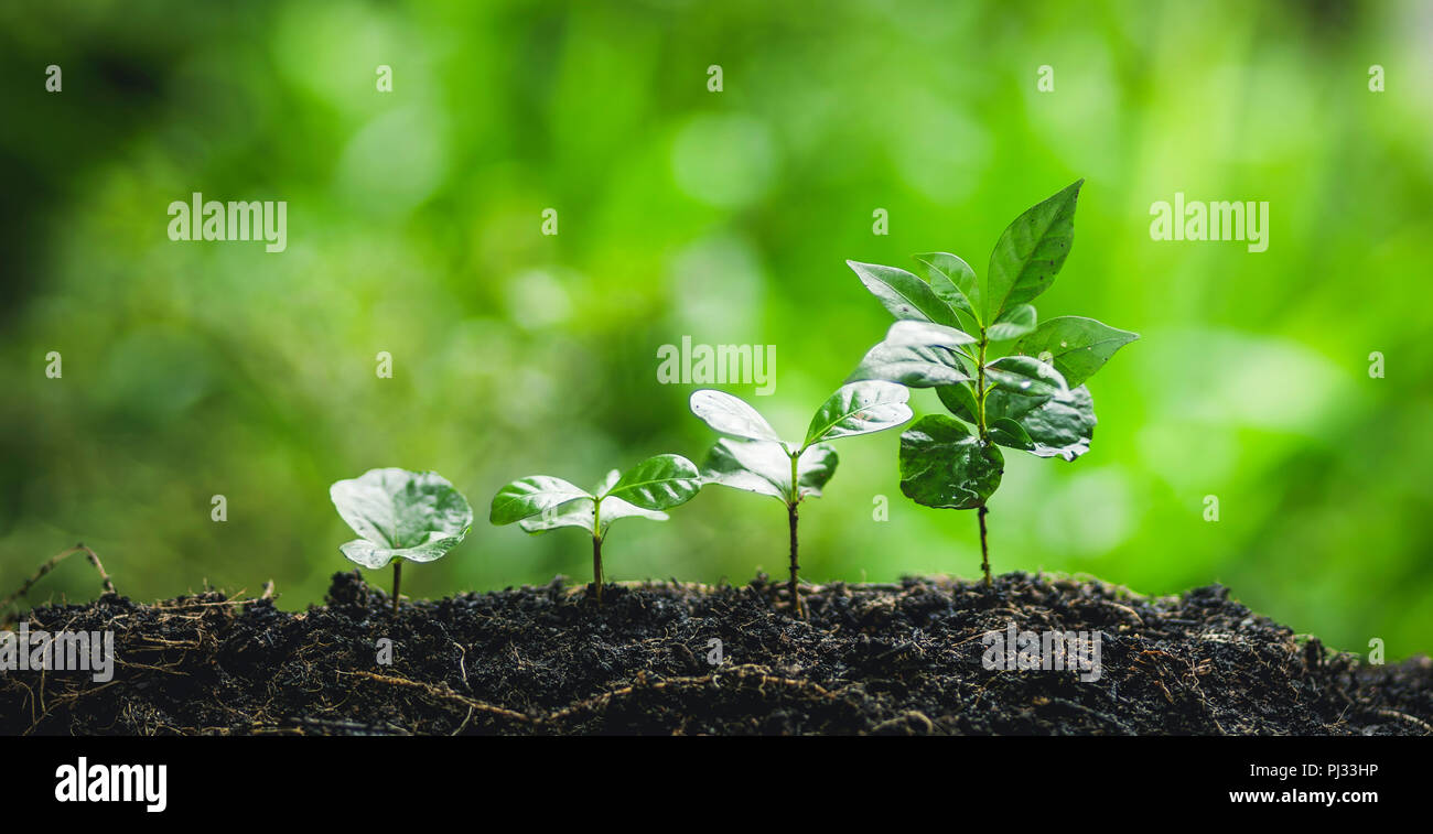 Planting trees.Tree growth,Seedling In nature Green and gold Stock ...