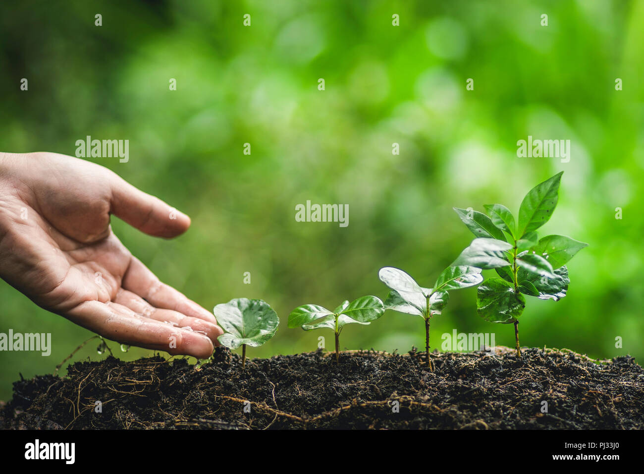 Planting trees.Tree growth,Seedling In nature Green and gold Stock ...