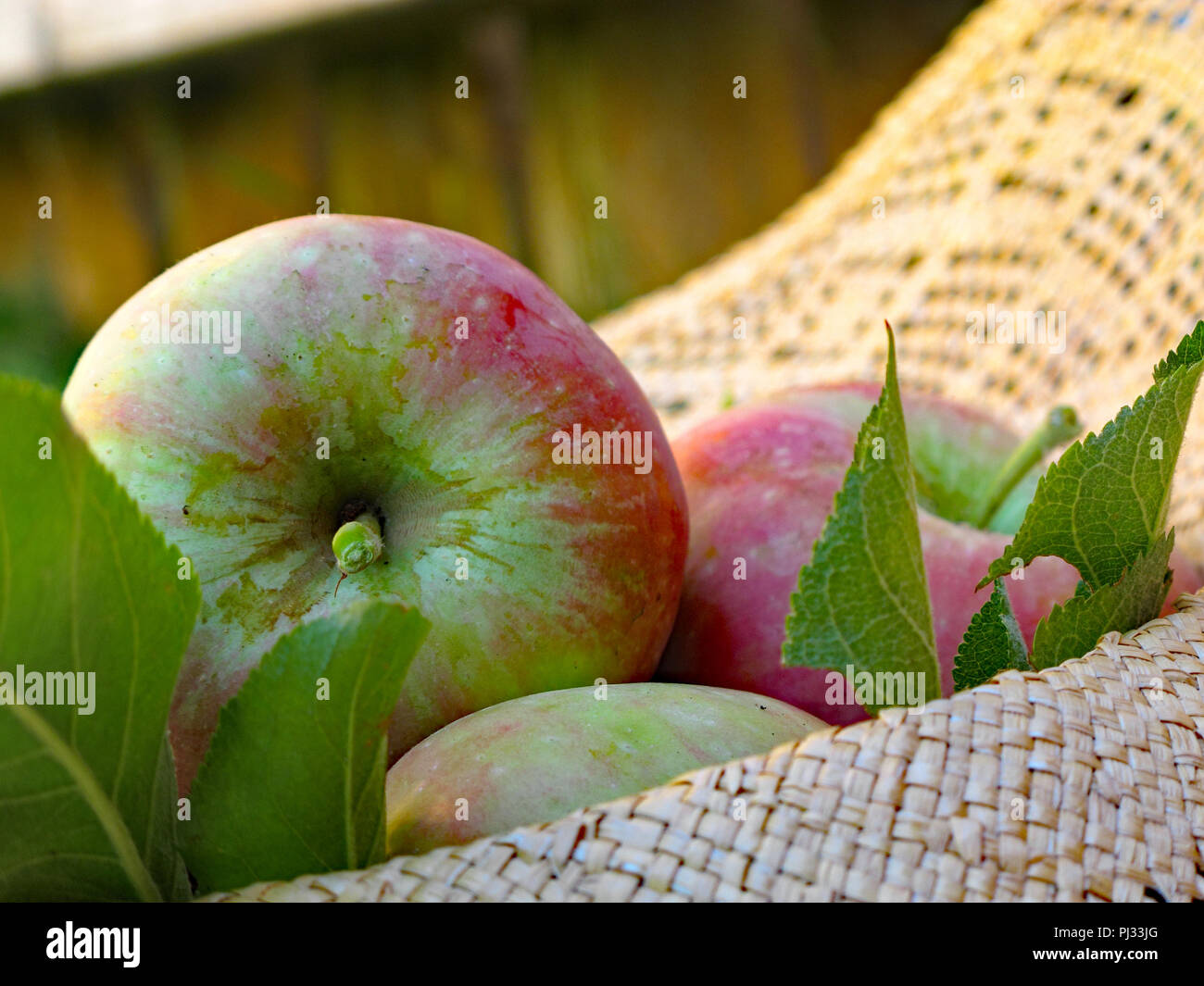 Apple Stem