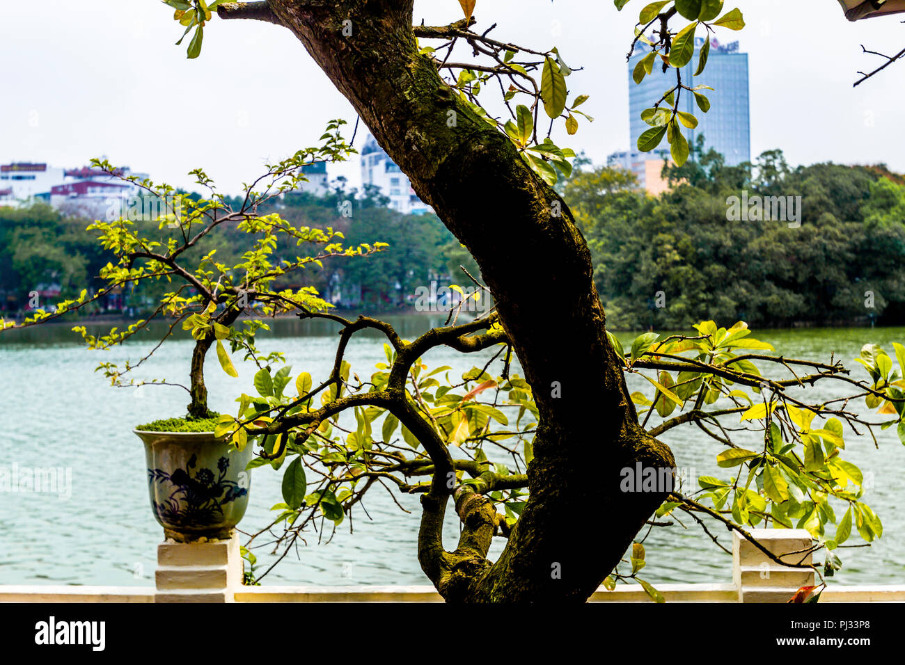 Hanoi buildings behind tree and plant Stock Photo - Alamy