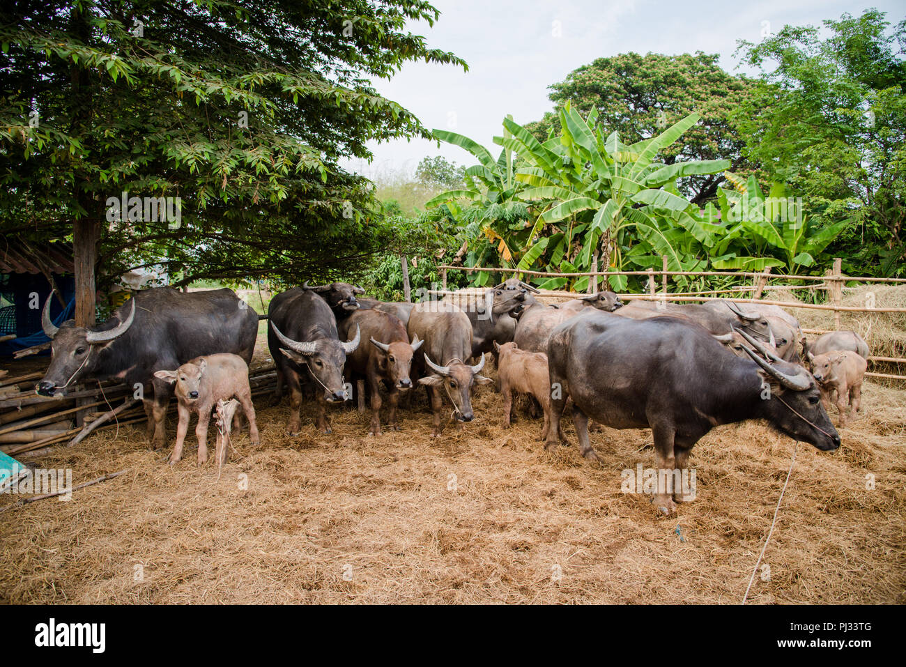thailand buffalo group Stock Photo - Alamy