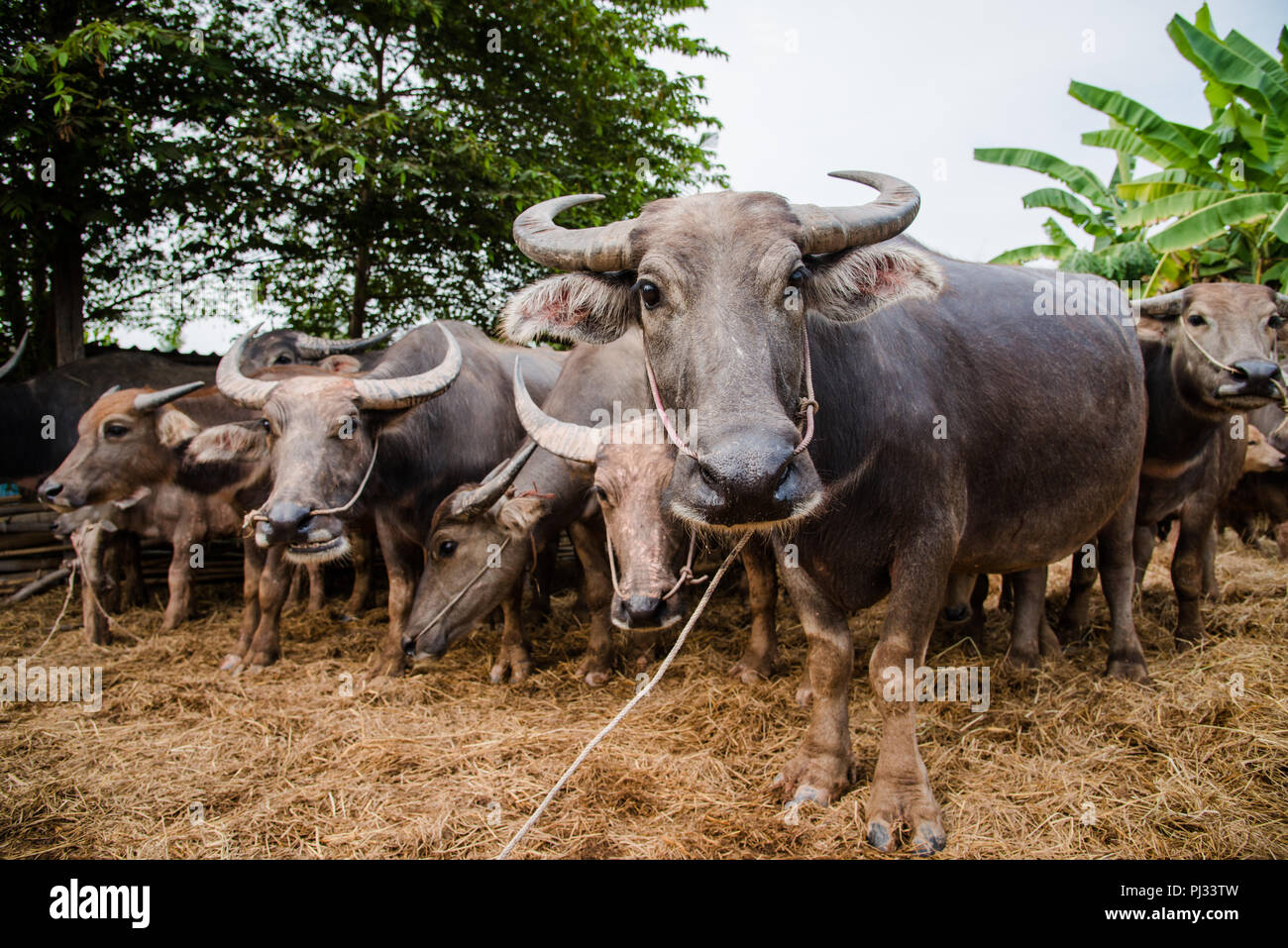 Carabao buffalo hi-res stock photography and images - Alamy