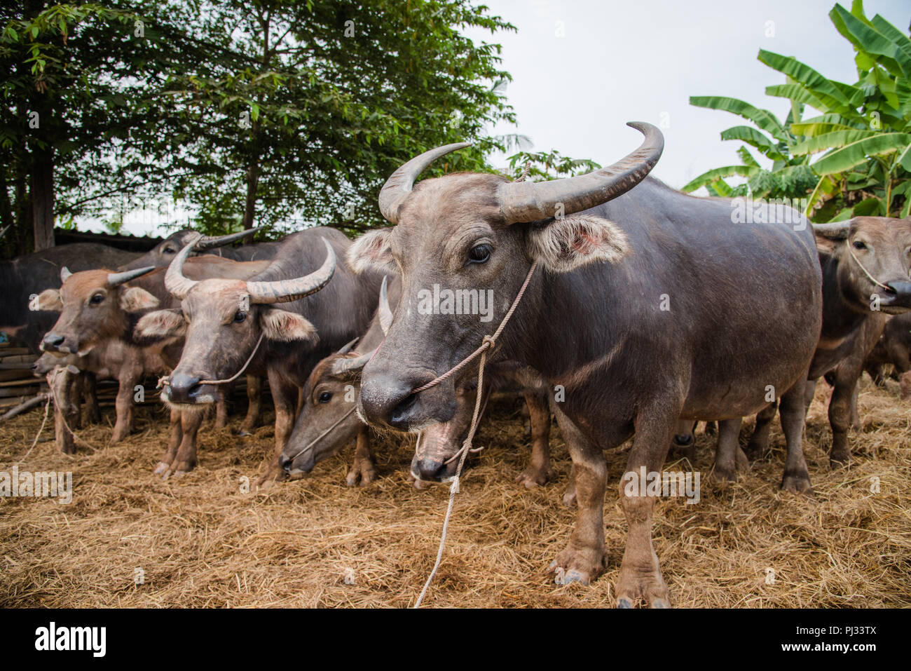 thailand buffalo group Stock Photo - Alamy