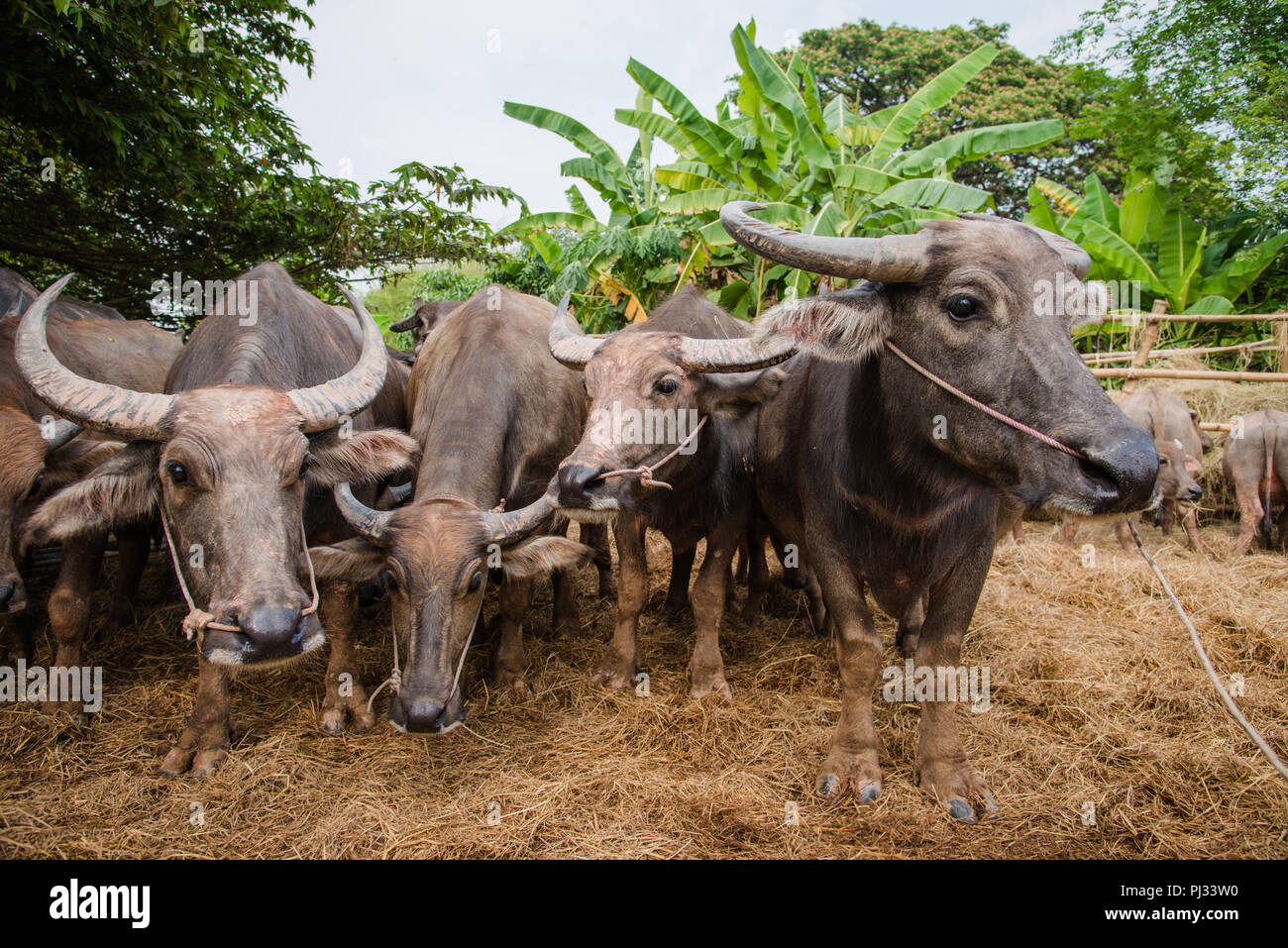 thailand buffalo group Stock Photo - Alamy