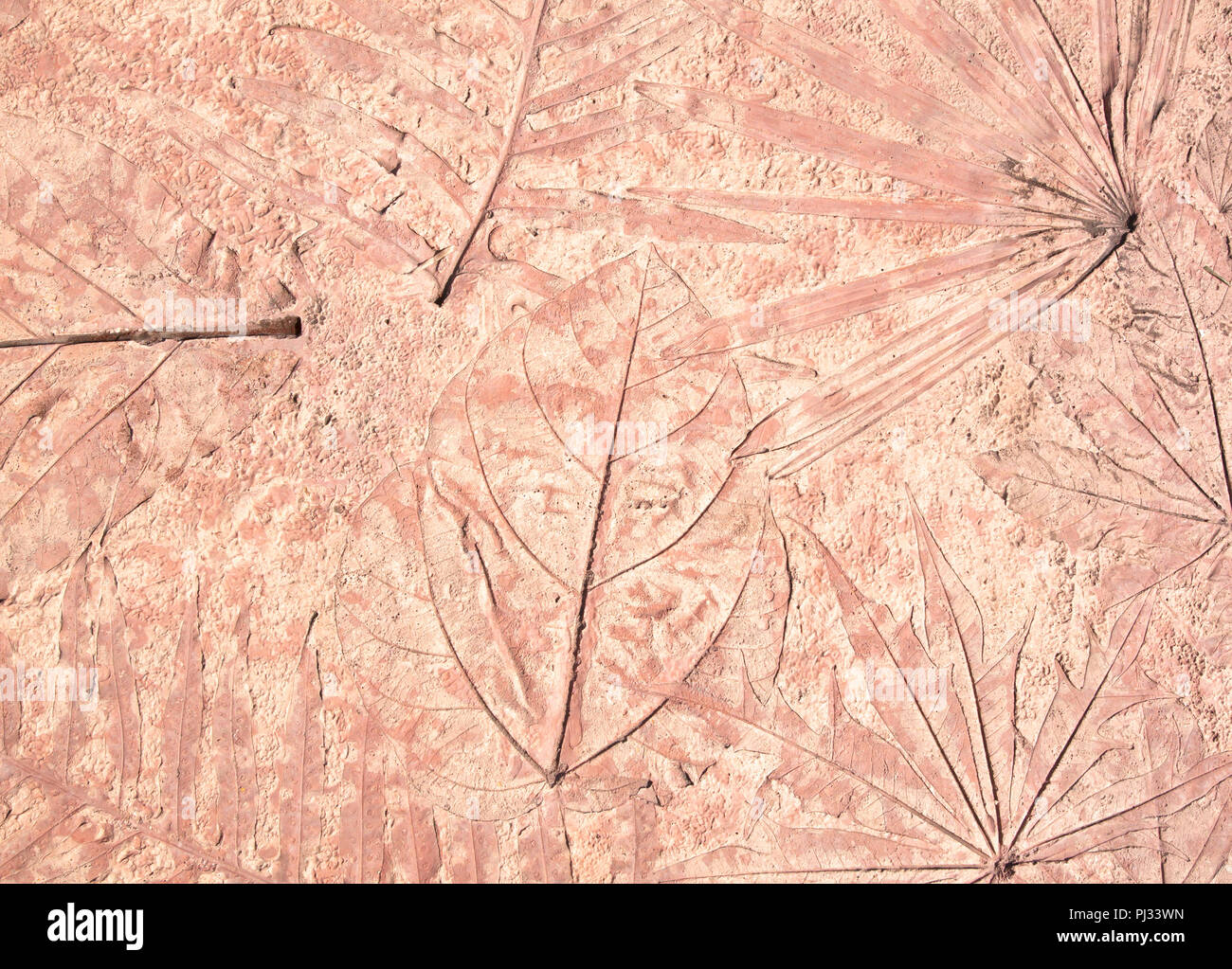 marks of leaf on the concrete pavement Stock Photo - Alamy