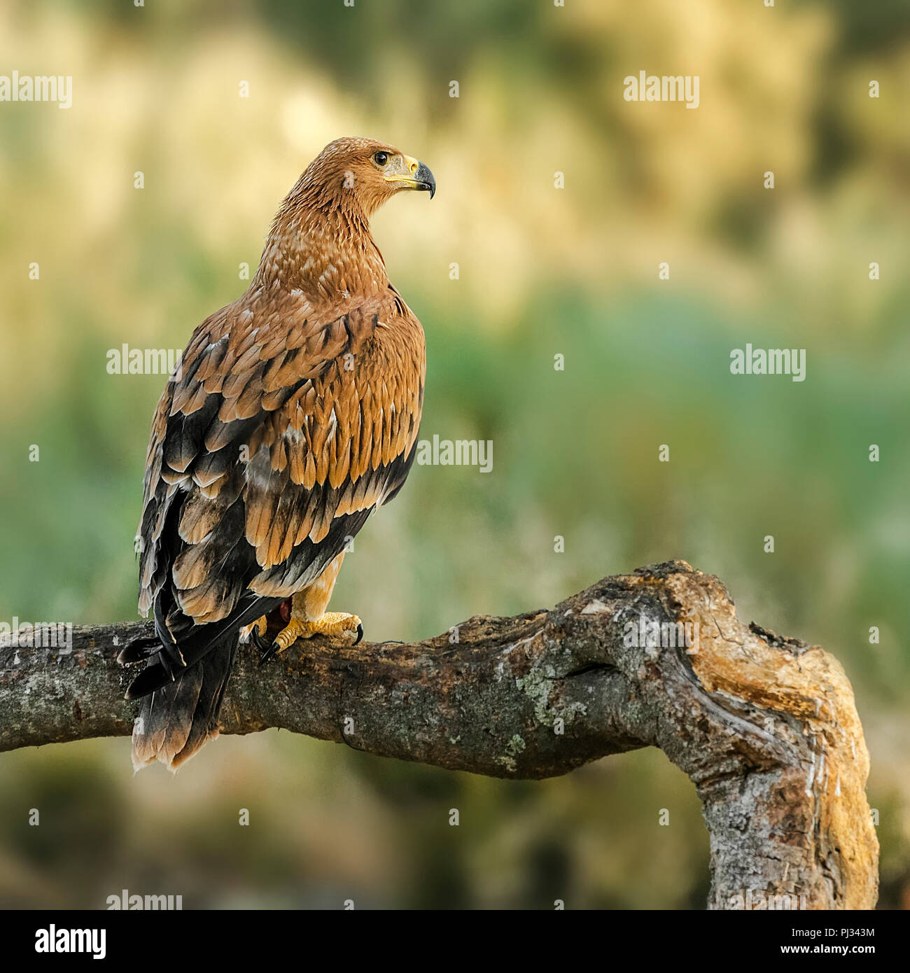 Aquila adalberti spanish imperial Stock Photo - Alamy