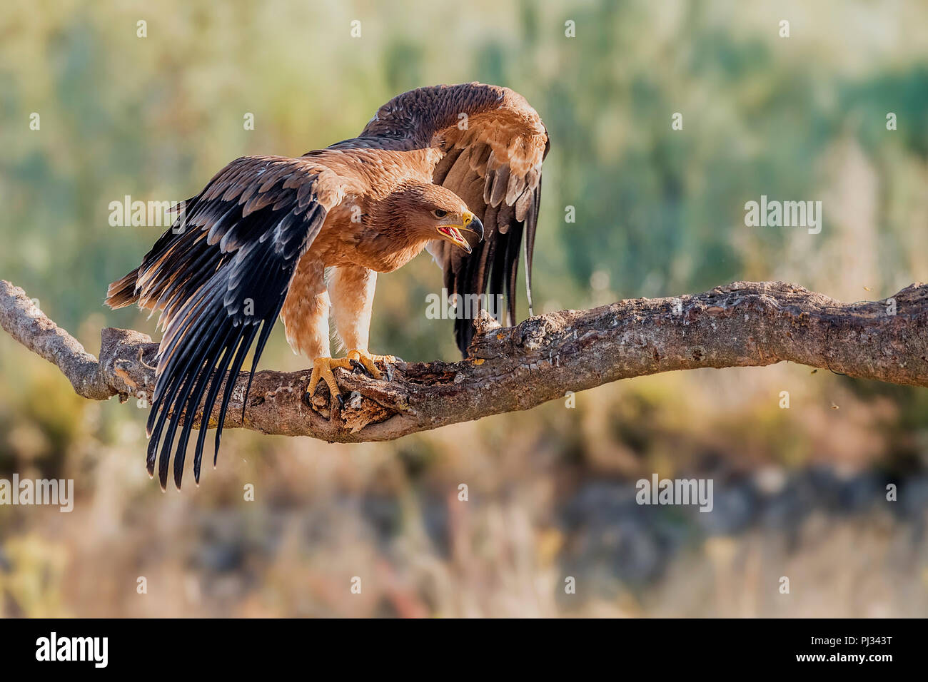 Aquila adalberti spanish imperial Stock Photo - Alamy