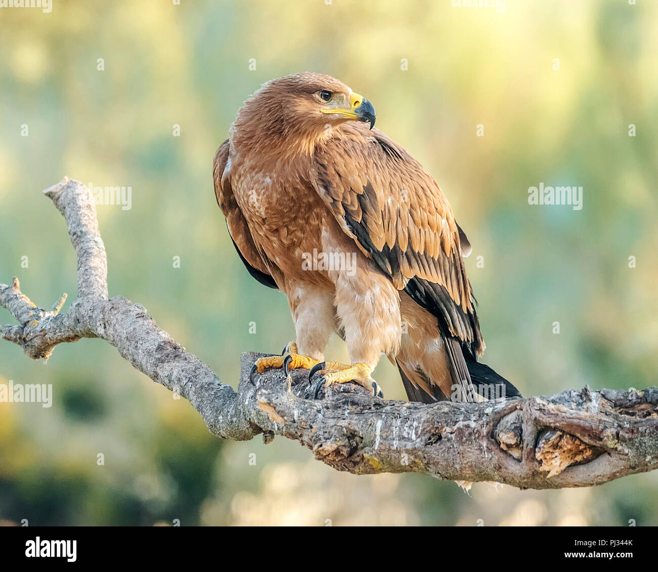 Aquila adalberti spanish imperial Stock Photo - Alamy