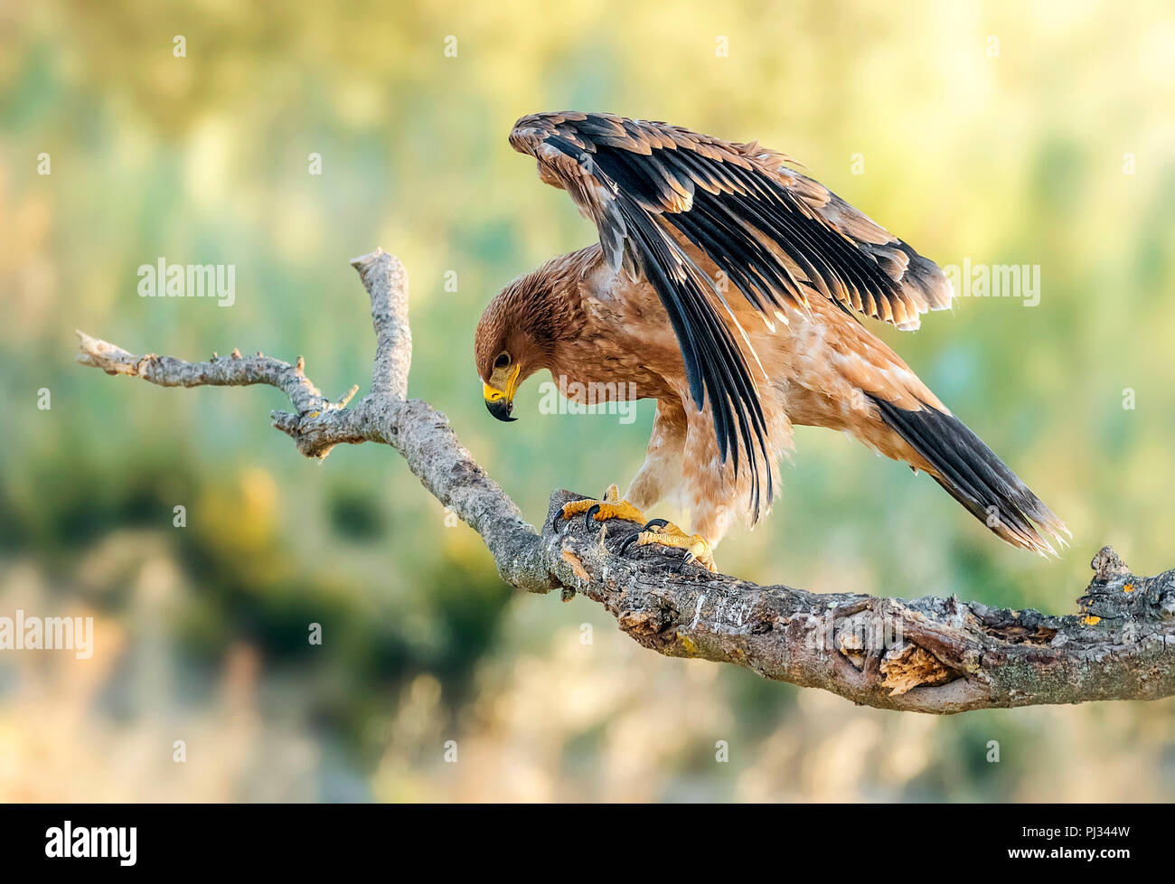 Aquila adalberti spanish imperial Stock Photo - Alamy