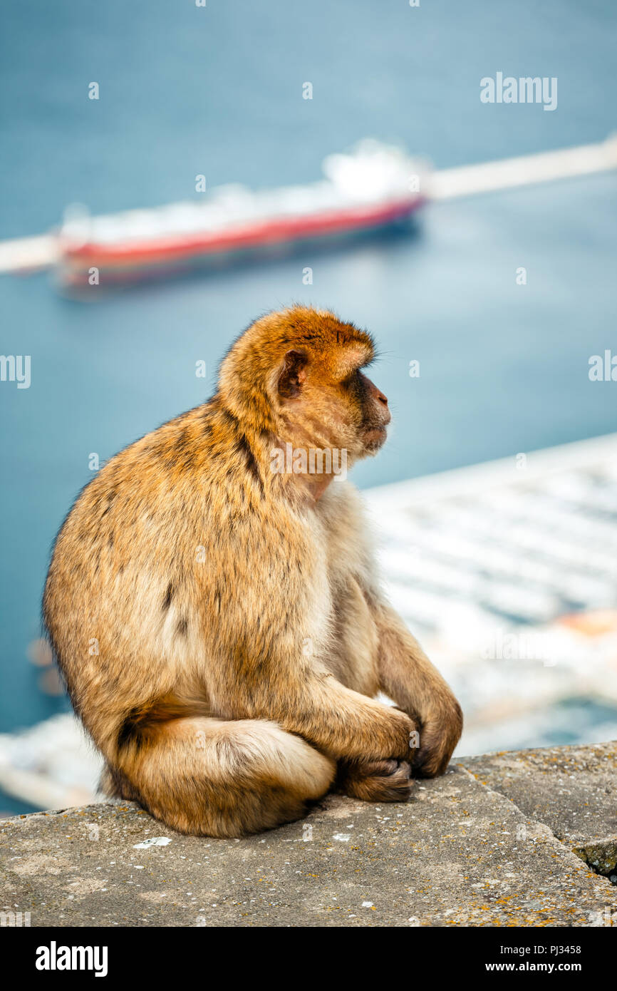 Portrait of a wild female macaque. Macaques are one of the most famous ...