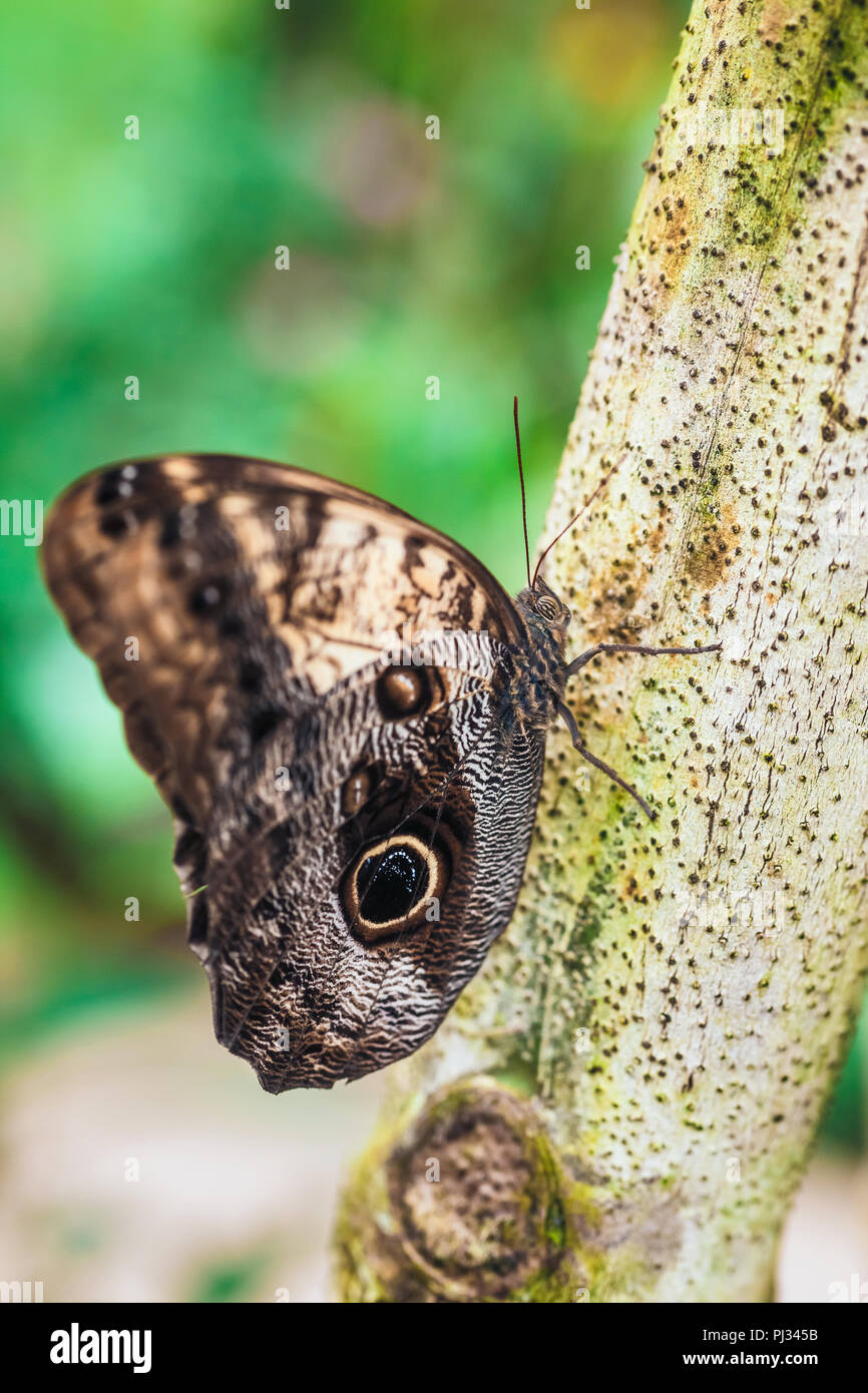 Memmon hi-res stock photography and images - Alamy