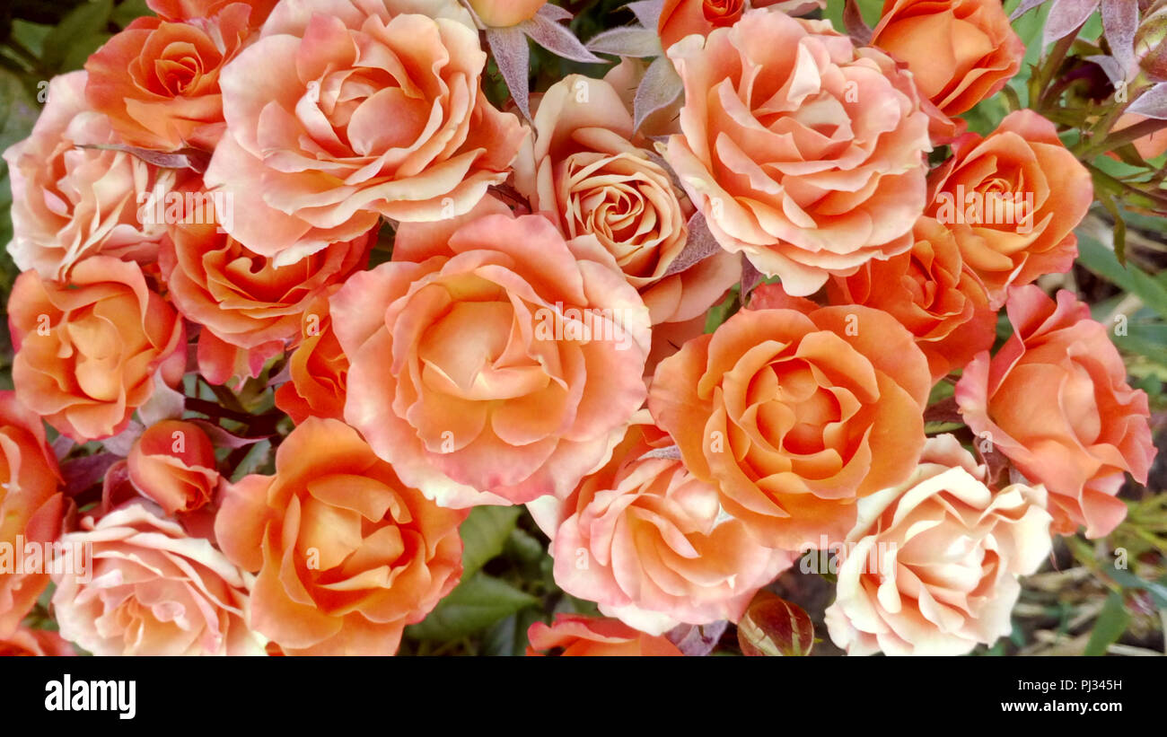 Bouquet of orange roses and buds growing in a garden love background ...