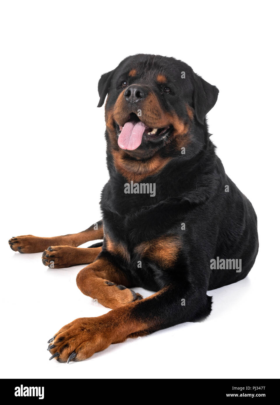 purebred rottweiler in front of white background Stock Photo - Alamy